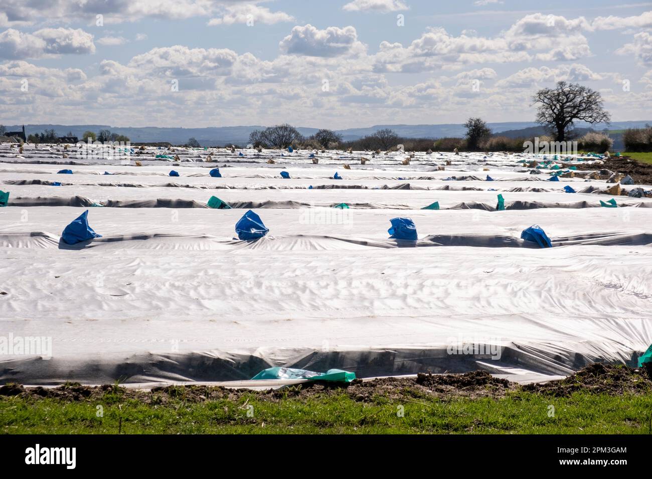 A field covered in plastic sheet weighed down by bags to warm the soil ...