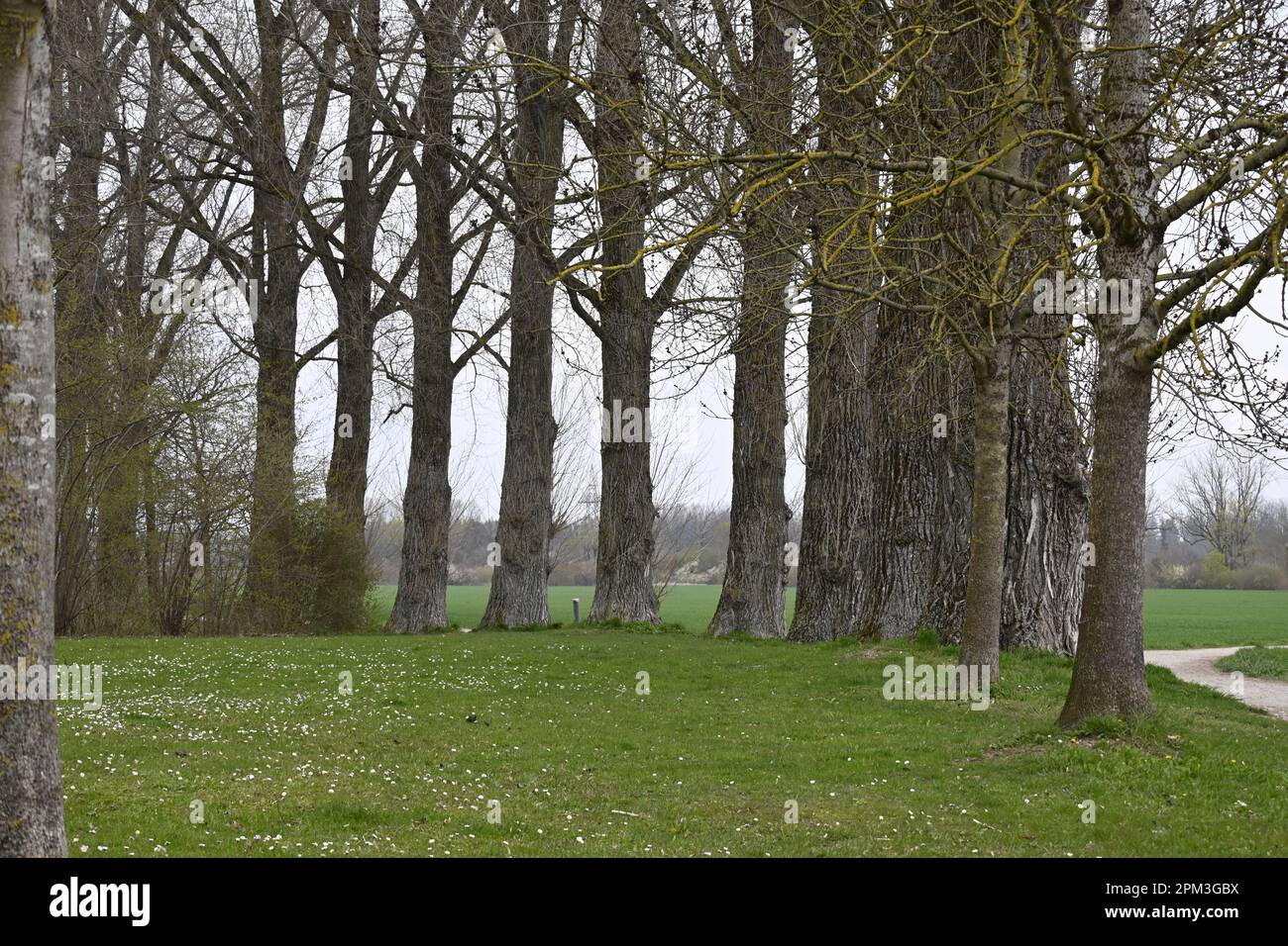 Poplar trees germany hi-res stock photography and images - Alamy
