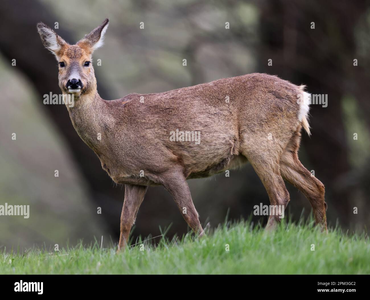 A Roe Deer doe (Capreolus capreolus) in the Cotswold Hills during the ...