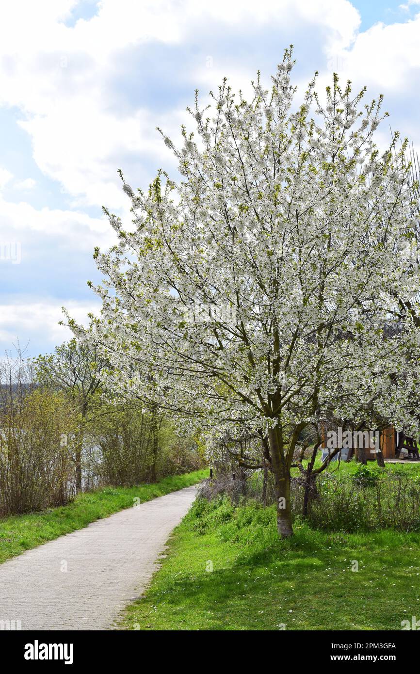 Cherry blossom blooming tree in hi-res stock photography and images - Alamy