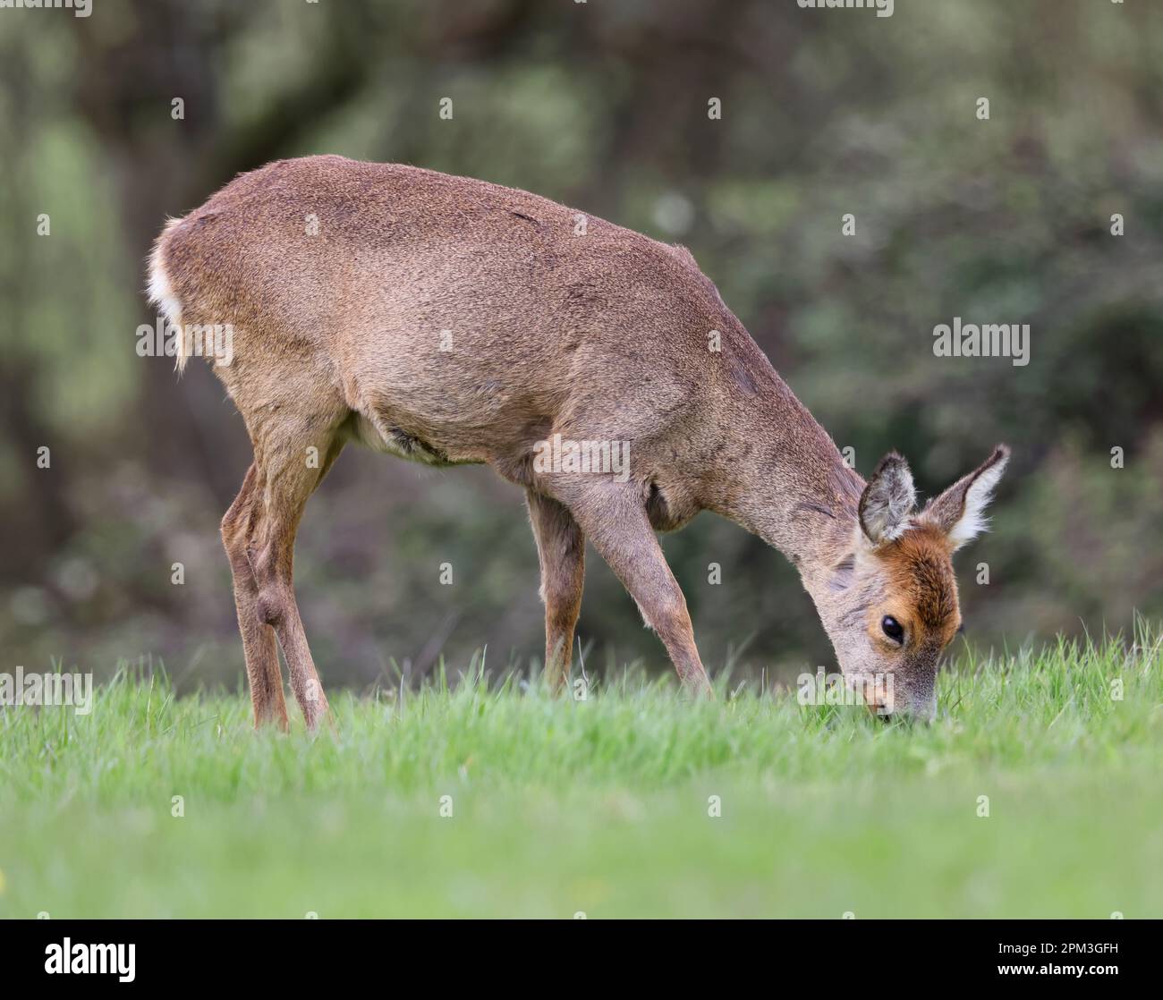 A Roe Deer doe (Capreolus capreolus) in the Cotswold Hills during the ...