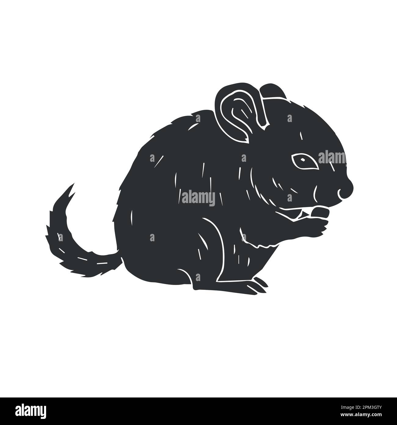 Black Baby Chinchilla