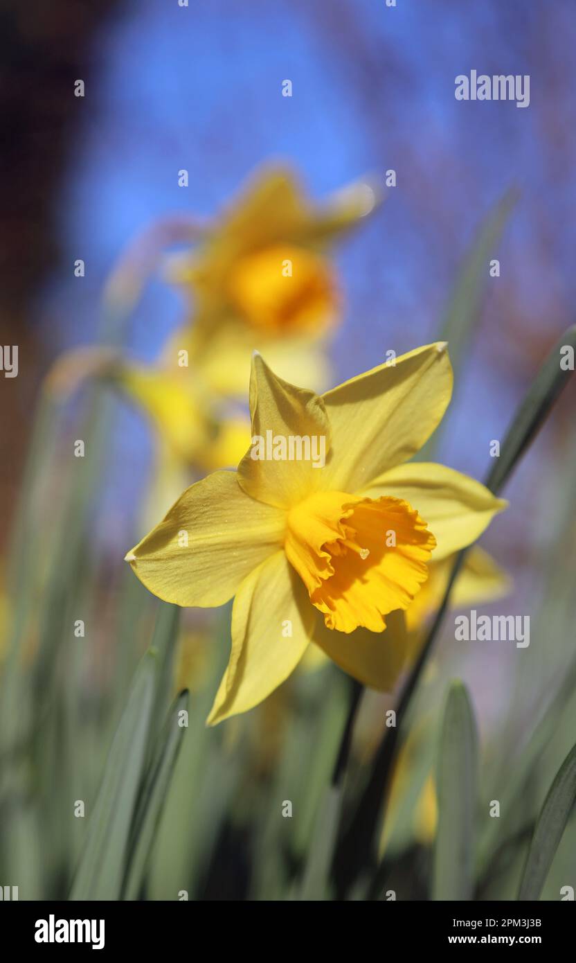 Annual yellow daffodils hi-res stock photography and images - Alamy