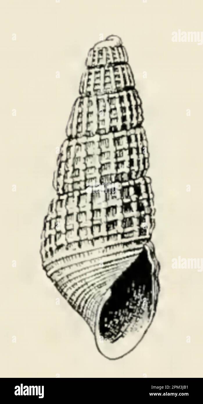 Odostomia talama hi-res stock photography and images - Alamy