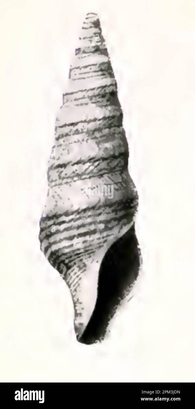 Briseis hi-res stock photography and images - Alamy