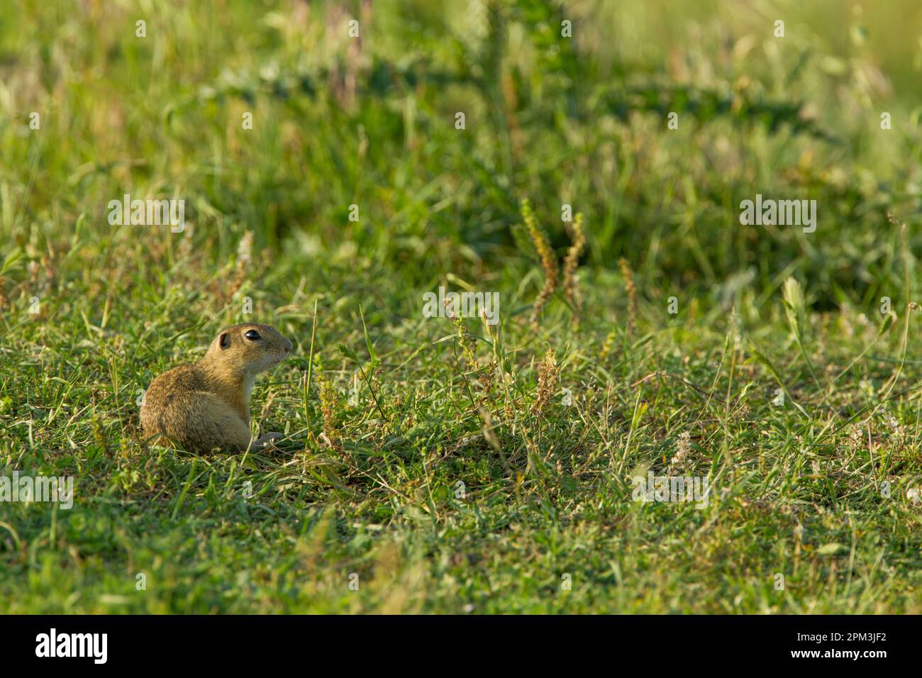 Souslik (Spermophilus citellus) among its natural foraging habitat ...