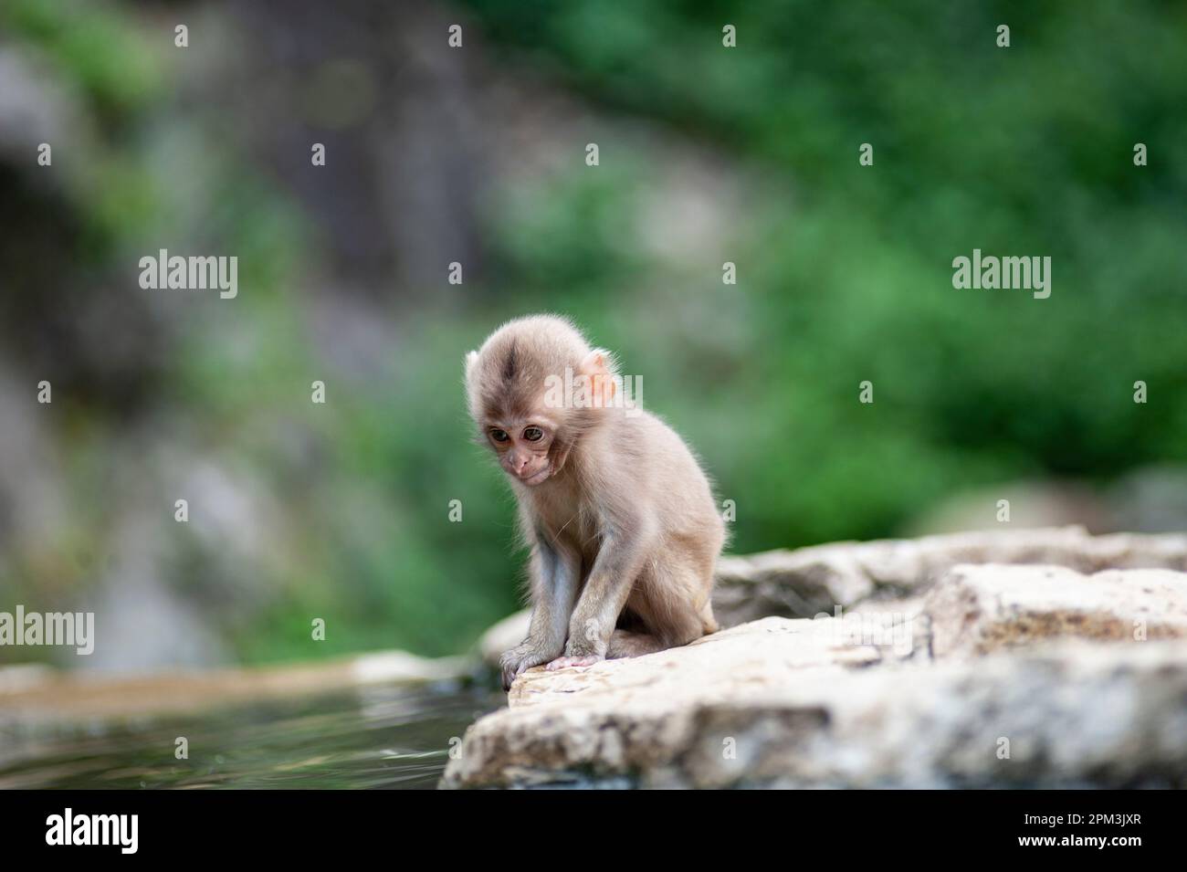 Baby Snow Monkey, Macaca fuscata, at Jigokudani Monkey Park, Yamanouchi ...
