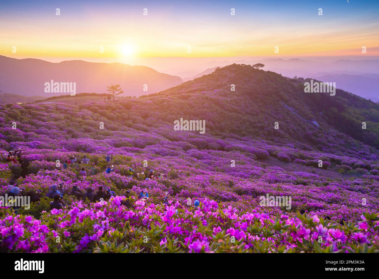 Morning and spring view of pink azalea flowers at Hwangmaesan Mountain ...
