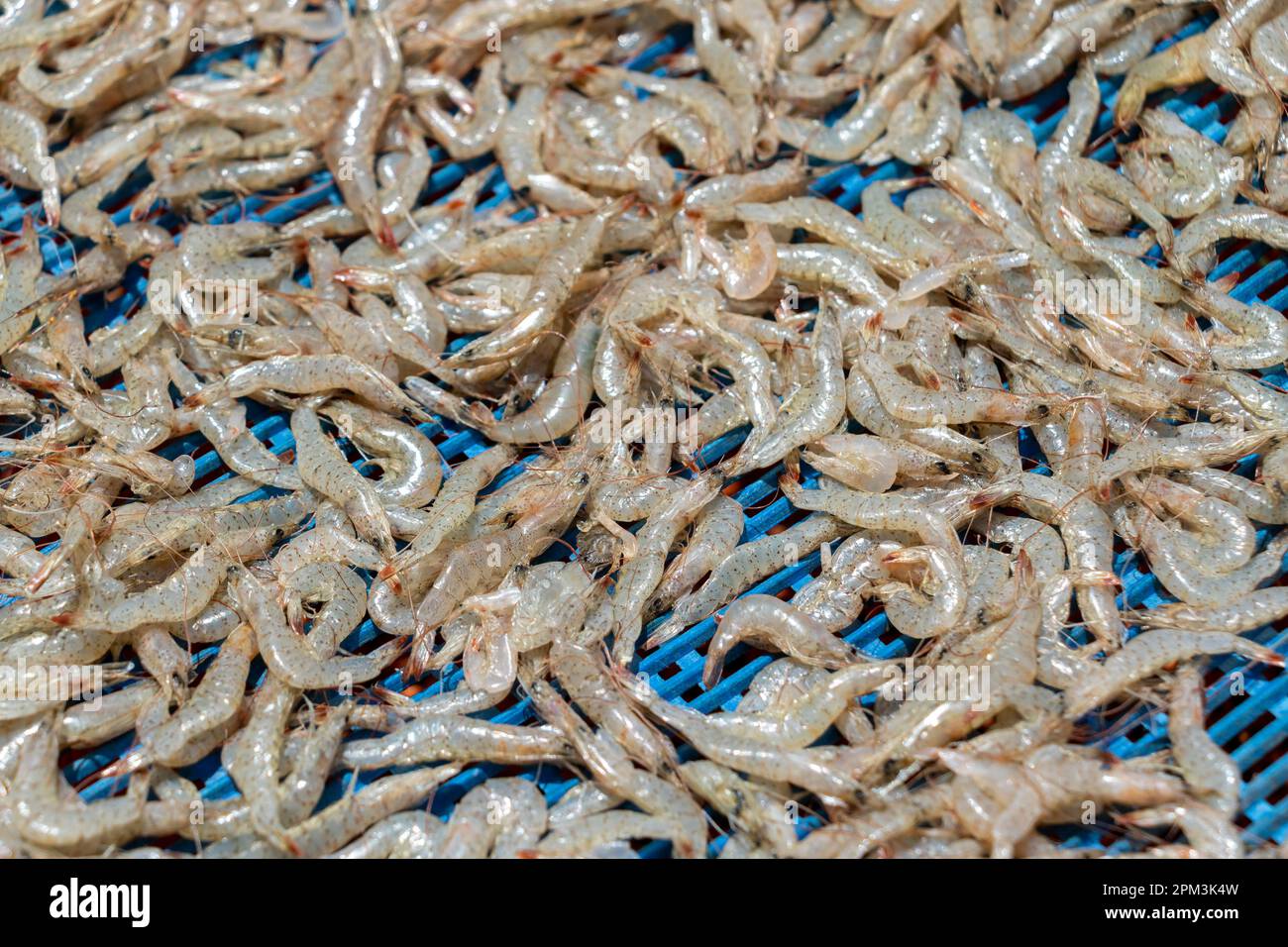 fresh shrimp storage Put it in the sun to dry. can be stored for a long ...