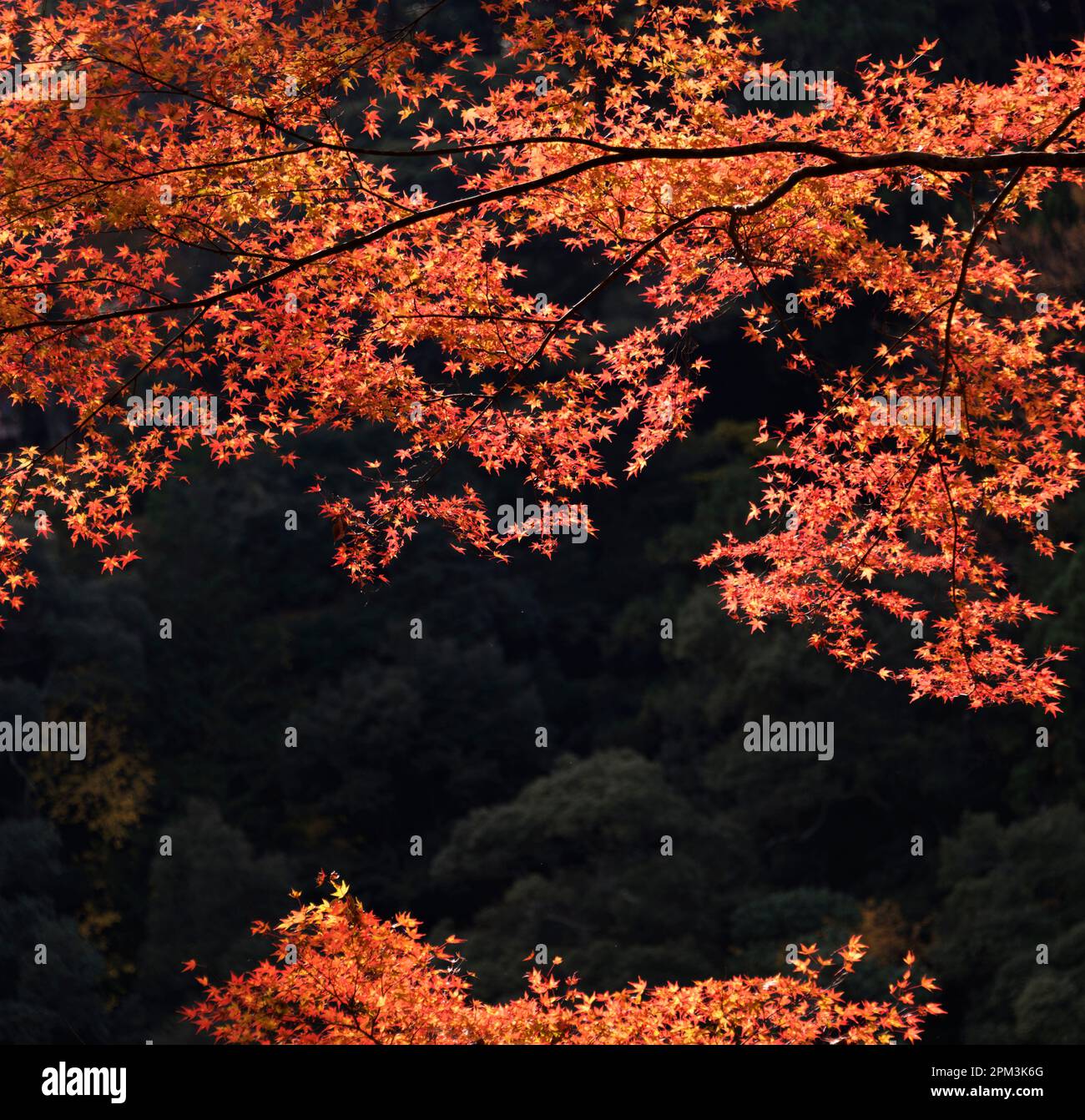 Kyoto colour hi-res stock photography and images - Alamy