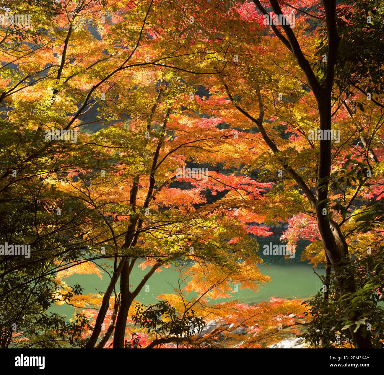 Autumnal colour, katsura River at Arashiyama, Kyoto, Japan Stock Photo ...