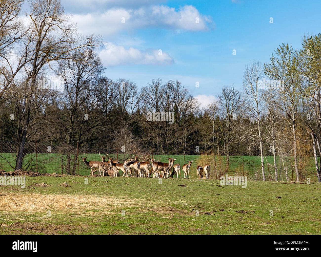 Roebuck farm hi-res stock photography and images - Alamy