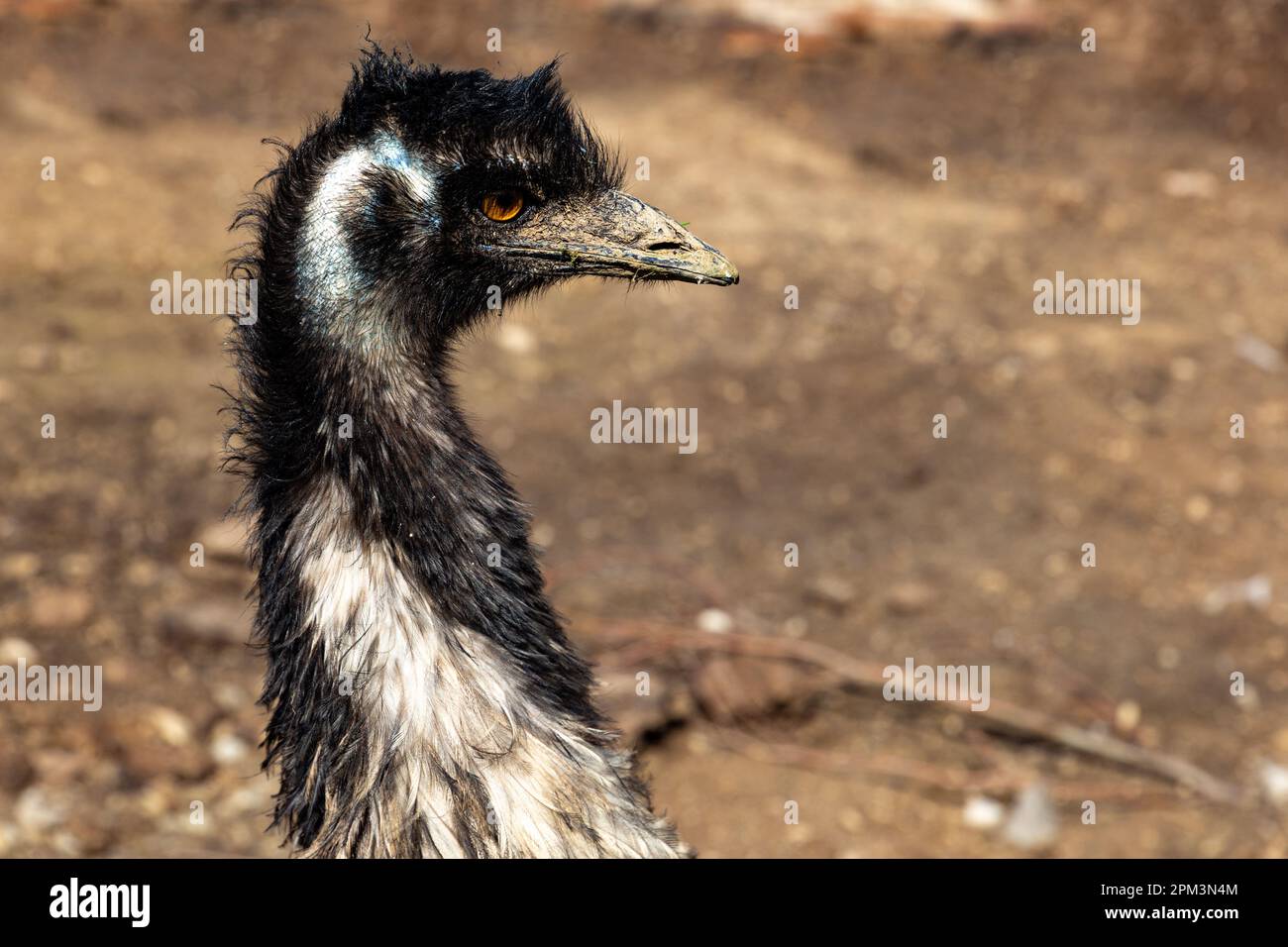 Ostrich like method hi-res stock photography and images - Alamy