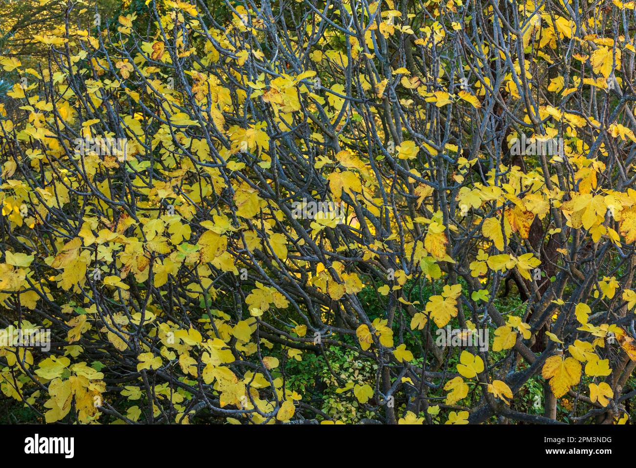 France, Bouches du Rhone, Aix en Provence, fig tree in autumn Stock ...