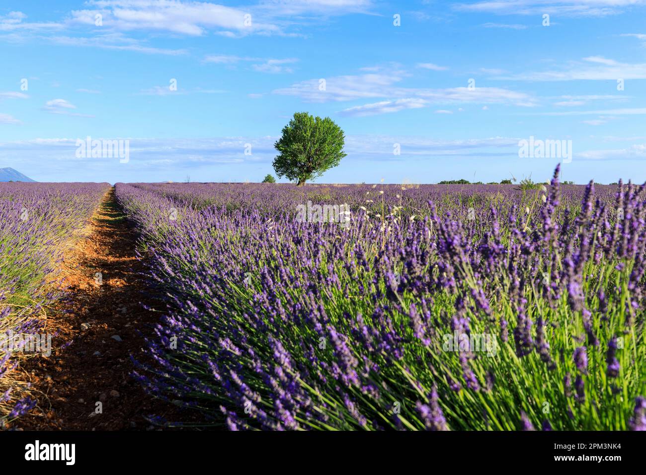 France, Alpes de Haute Provence, Verdon Regional Natural Park, Plateau ...