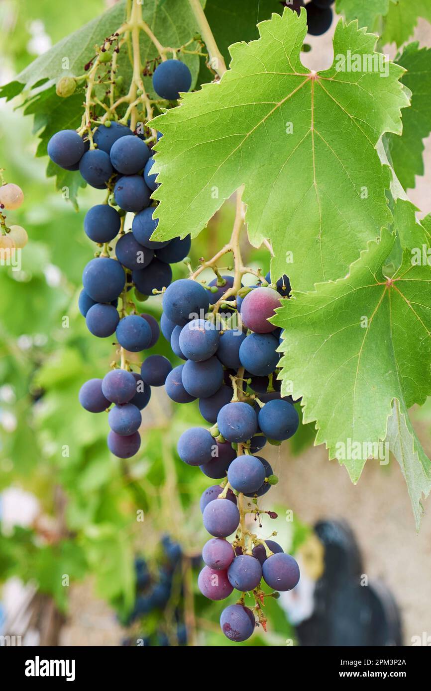 France, Gers, Saint Arailles, Gamay noir grape variety to make IGP Comte Tolosan wine Stock ...