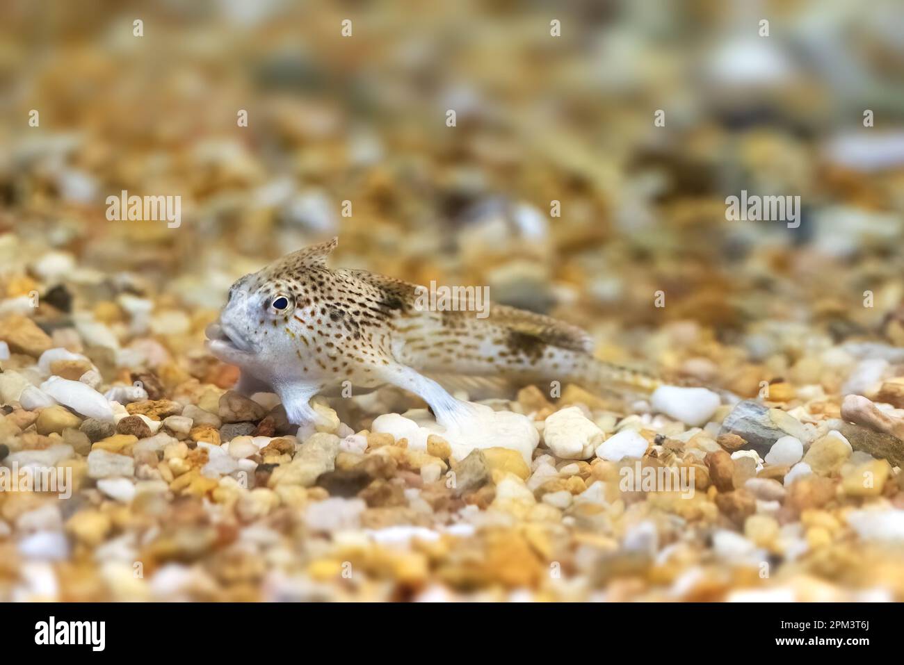 Spotted handfish hi-res stock photography and images - Alamy