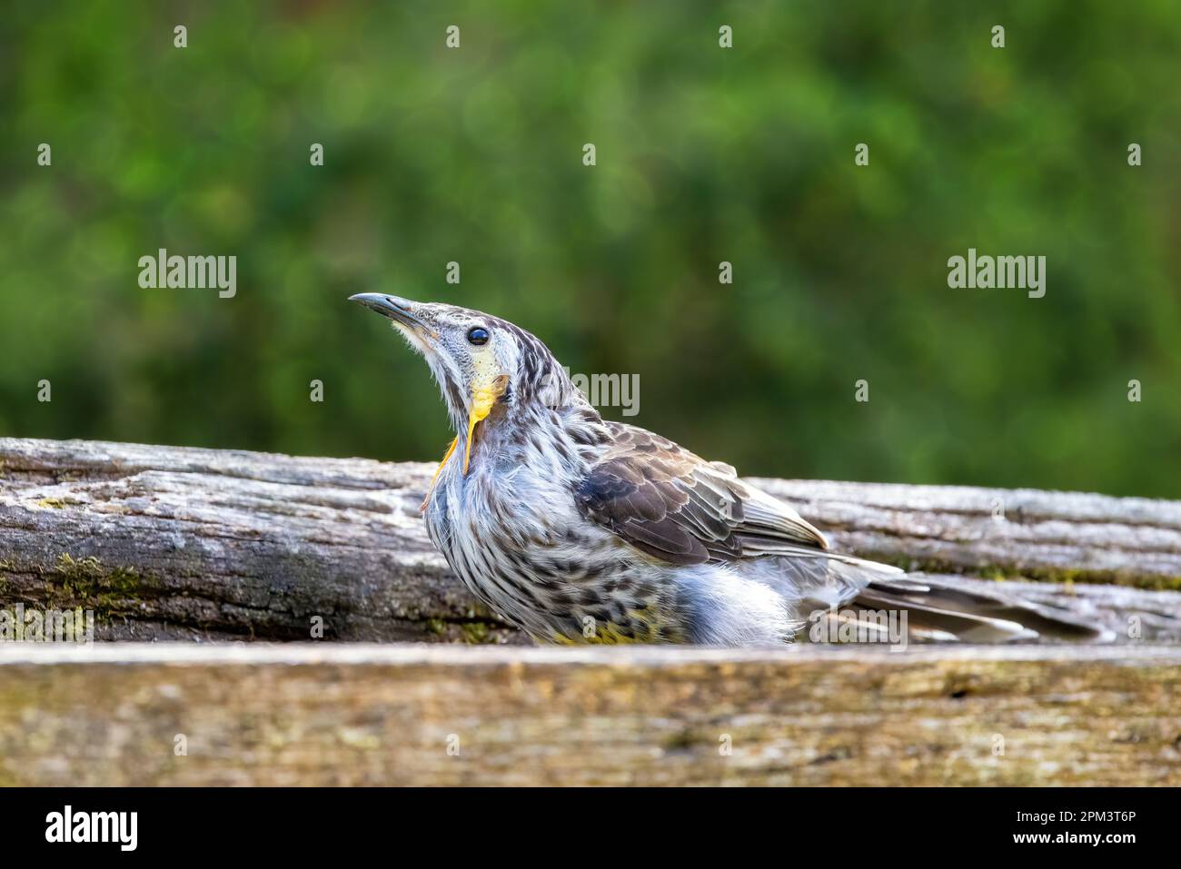 Australian honeyeaters hi-res stock photography and images - Alamy