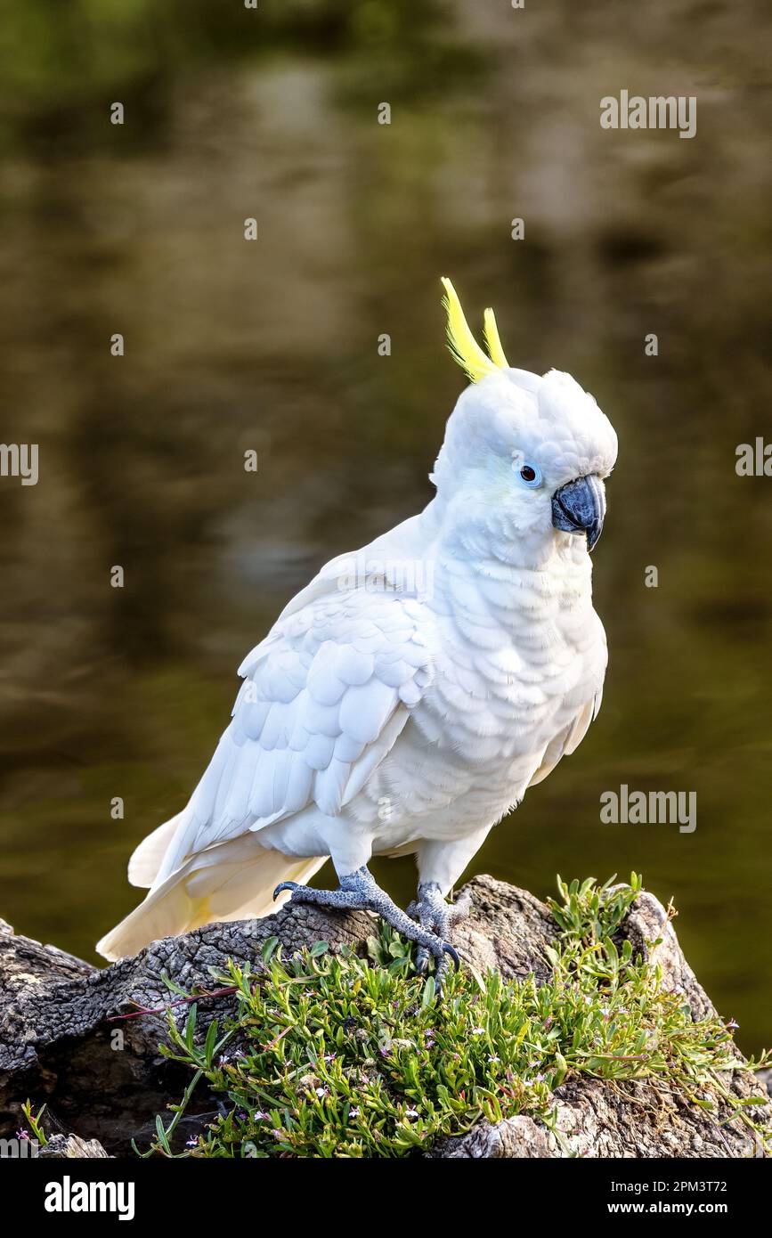 A sulphur-crested cockatoo, cacatua sulphurea, on a riverbank in ...