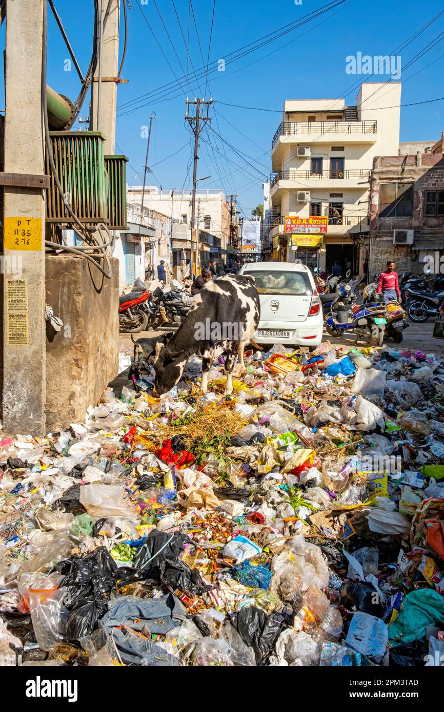 India, Rajasthan state, Jodhpur, heap of garbage in the street and cow ...