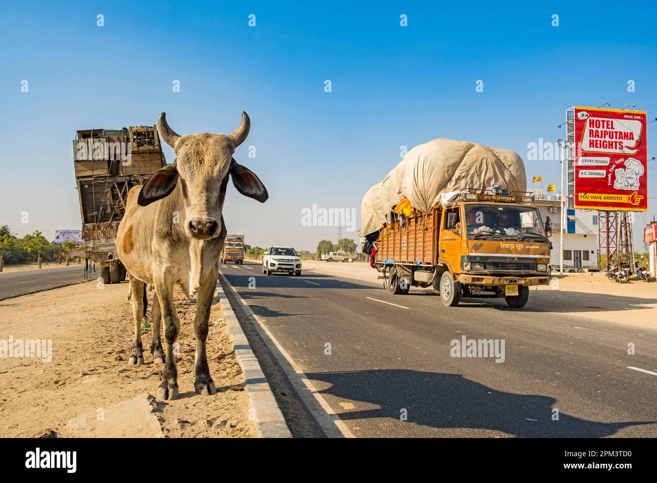 India, Rajasthan state, Pali, main road and cows Stock Photo - Alamy