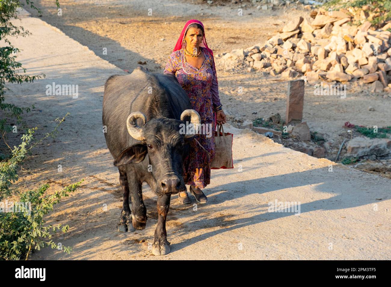 India, Rajasthan state, Rohet, woman and her cow Stock Photo - Alamy