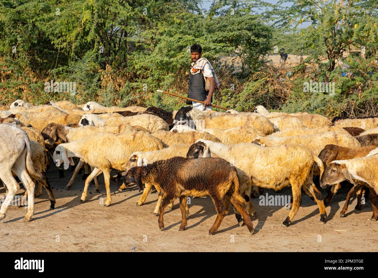 India, Rajasthan state, Rohet, Bishnois village Stock Photo - Alamy