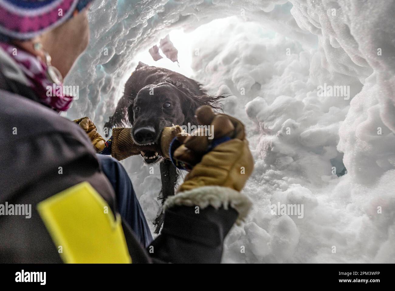 France, Haute Savoie, Flaine, training of avalanche dogs, the dog has ...