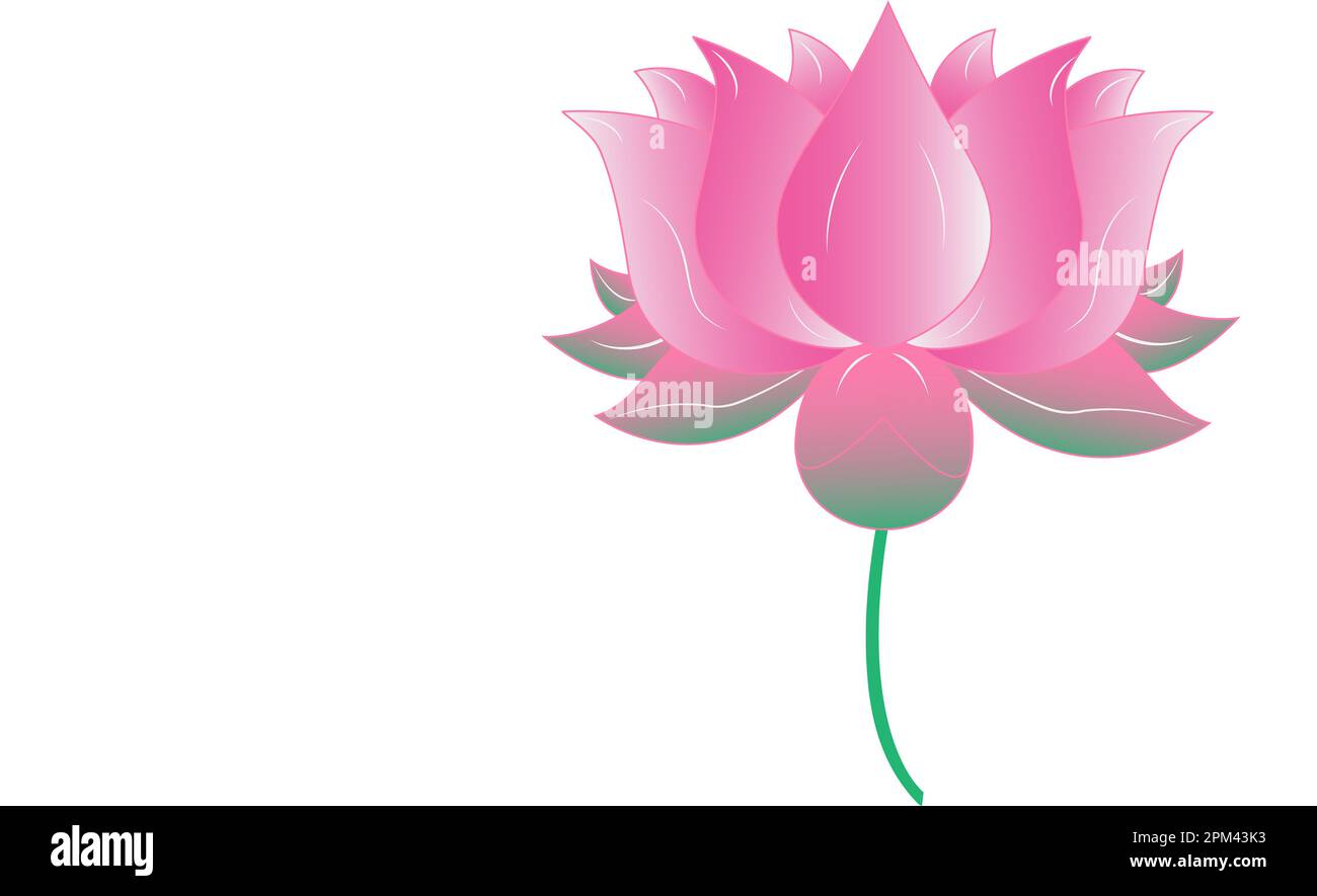 Pink lotus flower design with white background Stock Photo - Alamy