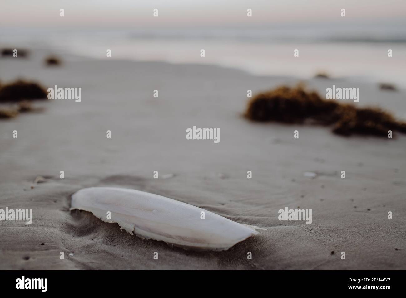Close-up of sepia bone on the beach Stock Photo - Alamy