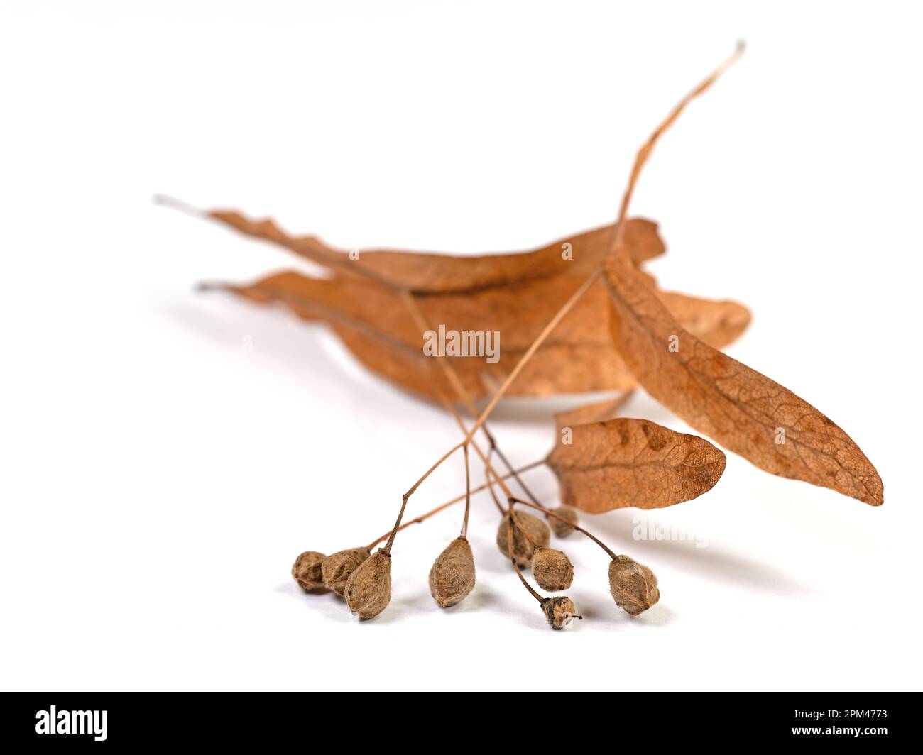 Dried seed of linden tree against white background Stock Photo - Alamy