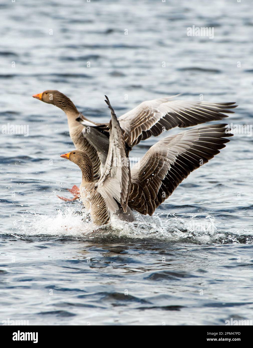 Greylag geese, Leighton Moss, Carnforth, Lancashire Stock Photo - Alamy