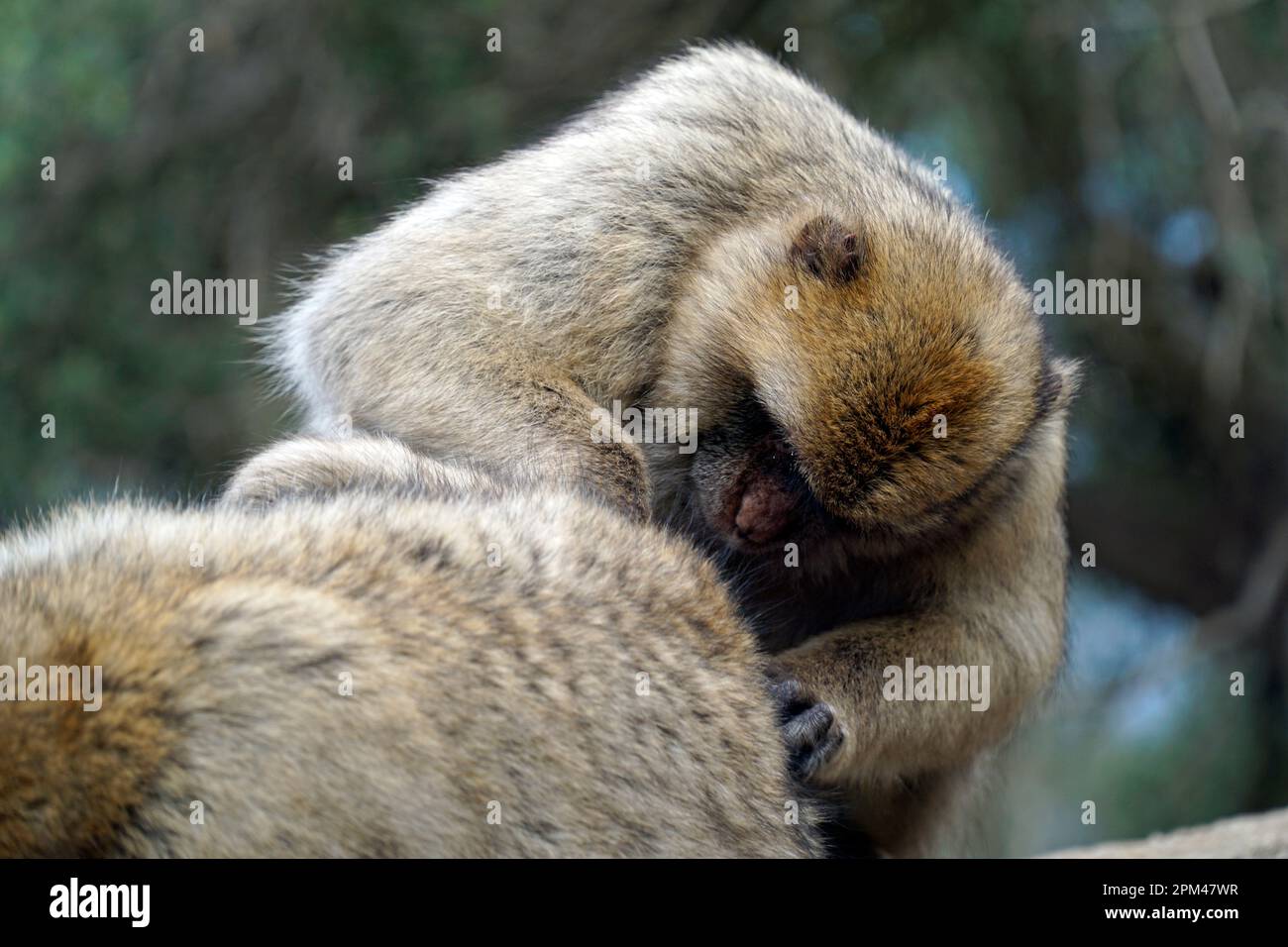 Two Barbary Macaques - one monkey pets the second one Stock Photo - Alamy