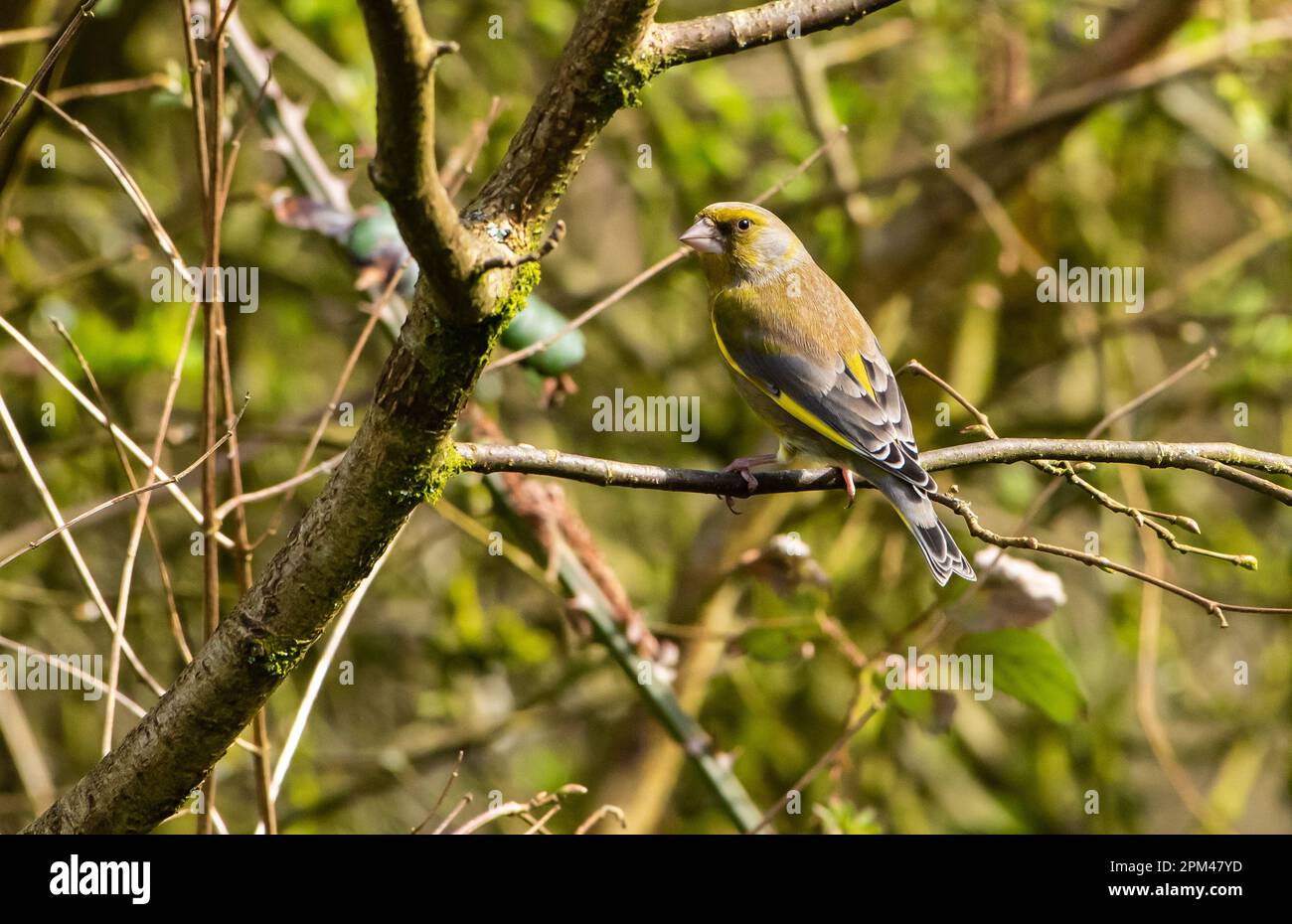 Greenfinch chloris male bird hi-res stock photography and images - Alamy