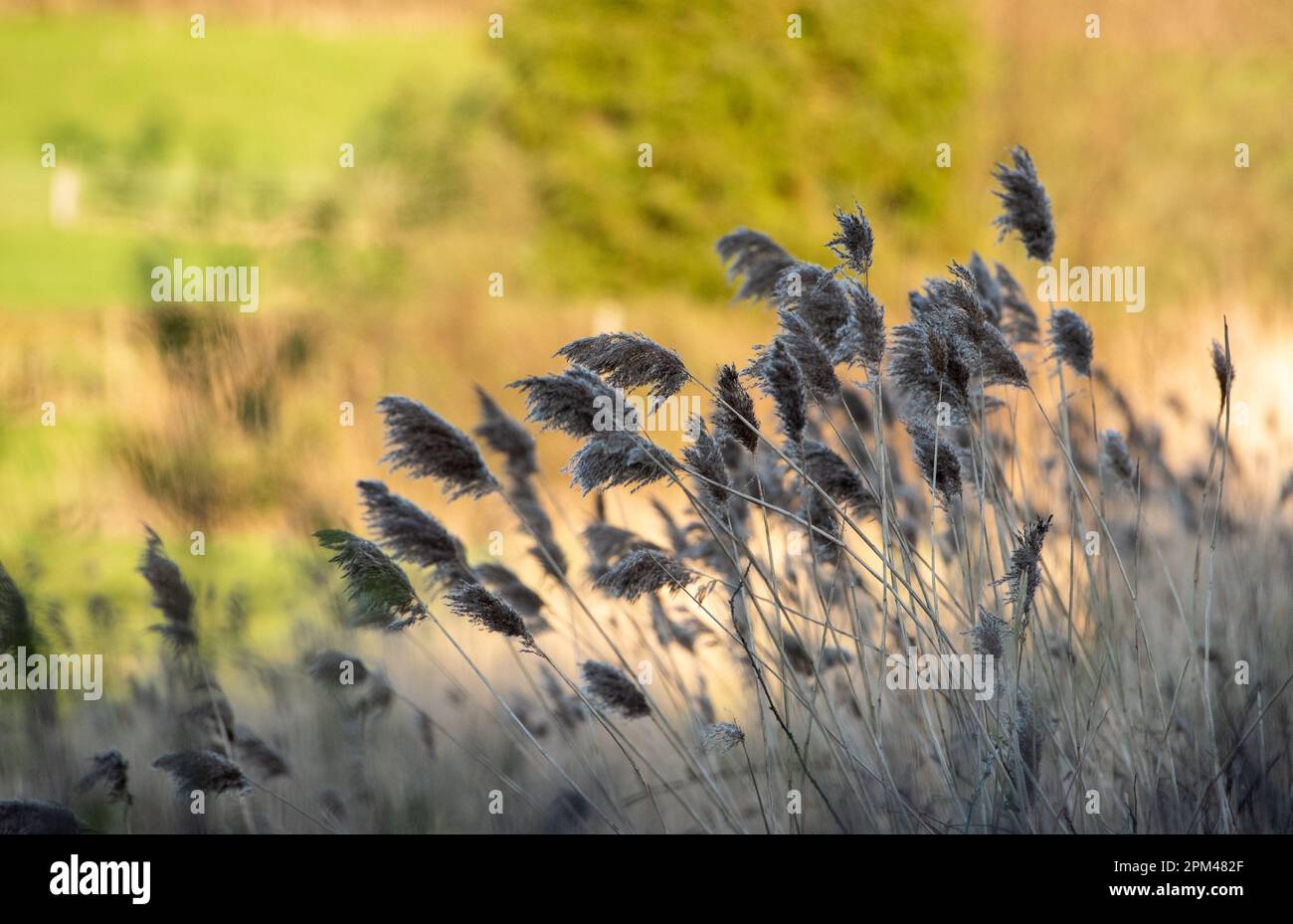 Coomon reed hi-res stock photography and images - Alamy