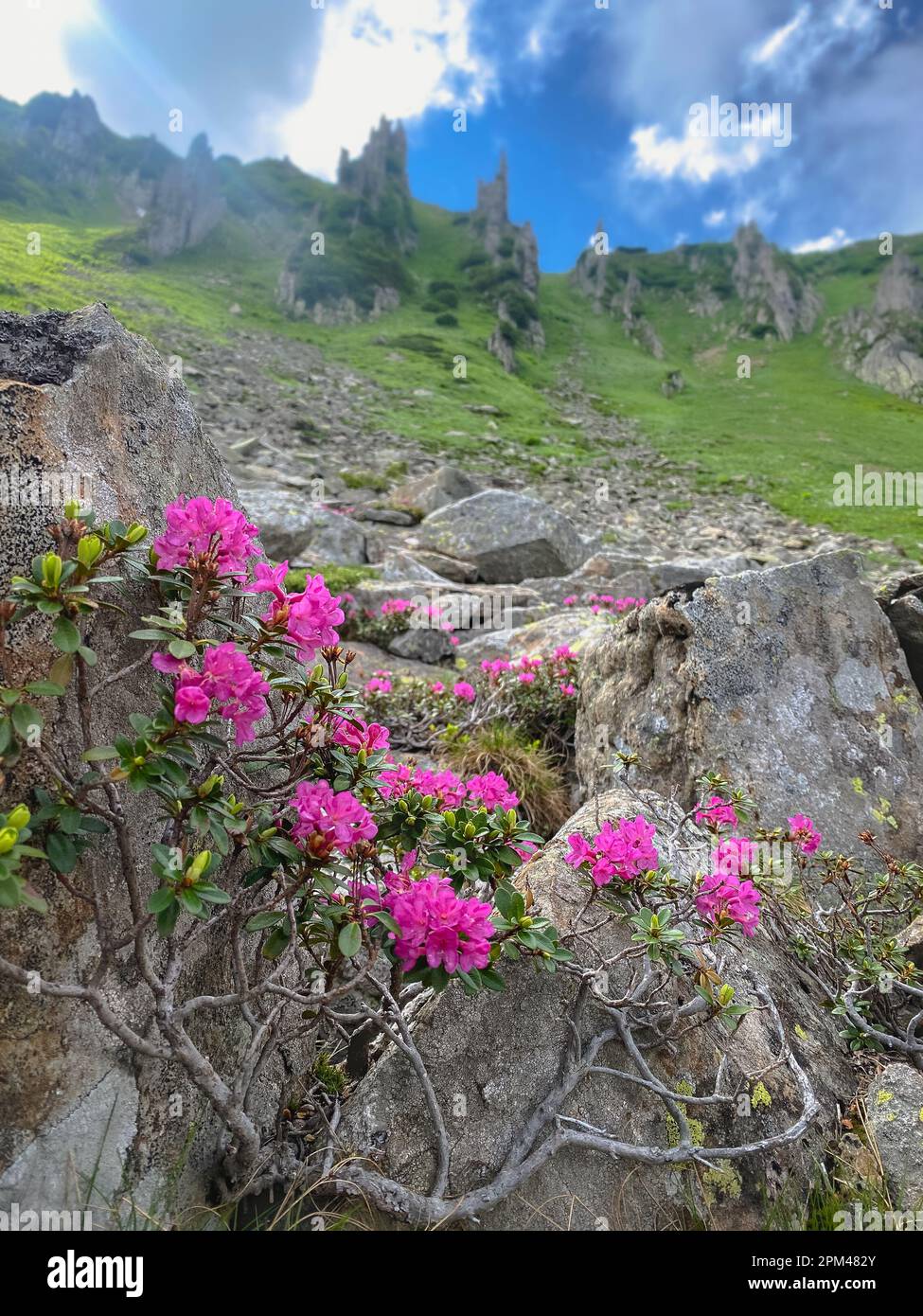 Beautiful bushes of pink rhododendron on rocks in Carpathian mountains ...