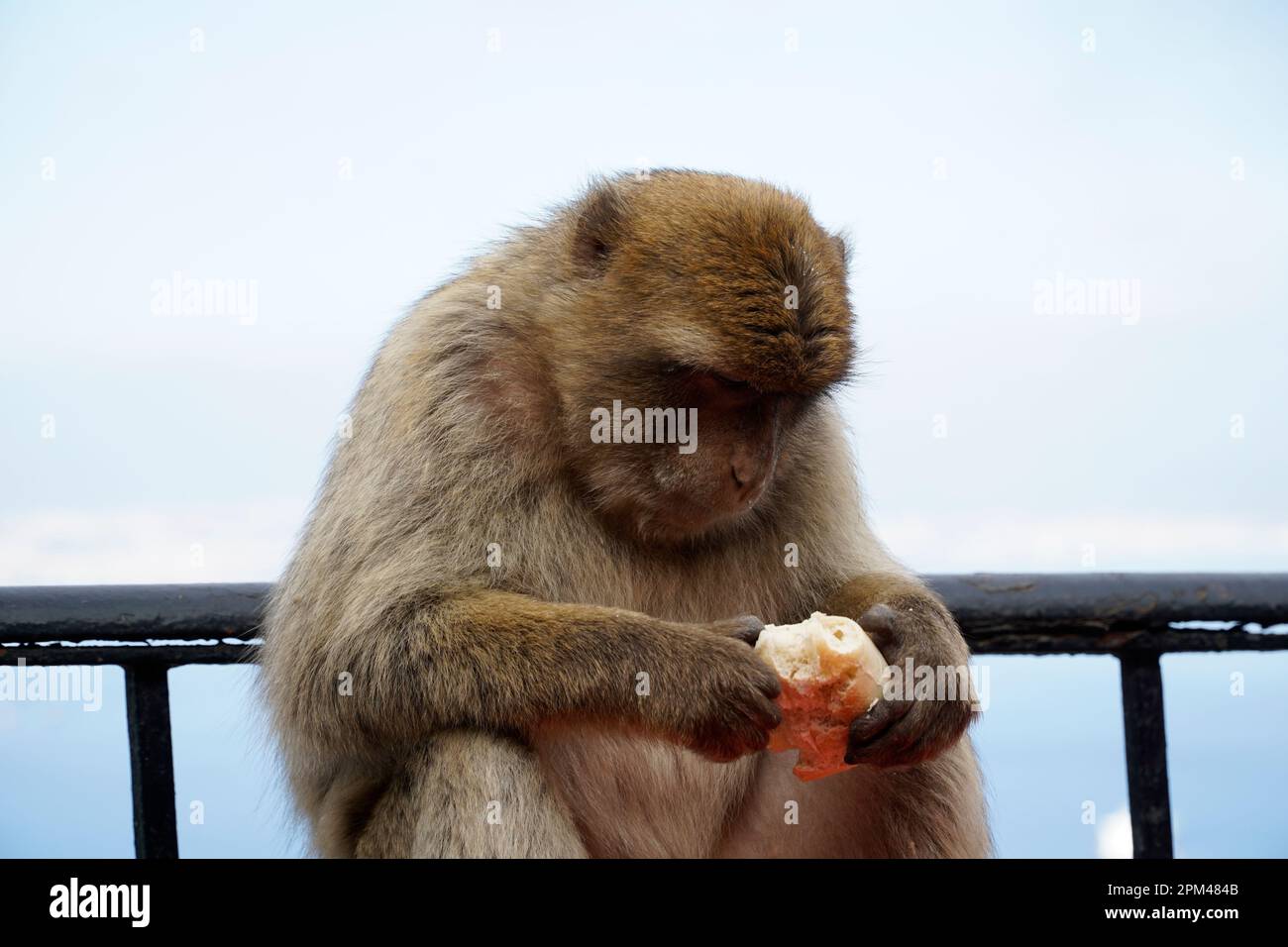 Monkey eating bread hi-res stock photography and images - Alamy