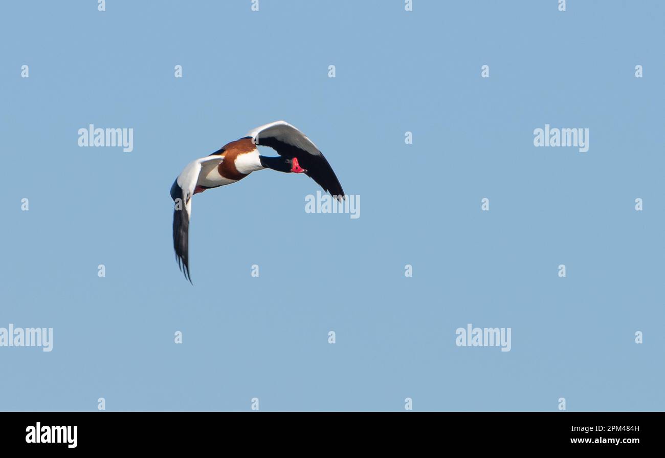 A Shelduck flying, Arnside, Milnthorpe, Cumbria, UK Stock Photo - Alamy