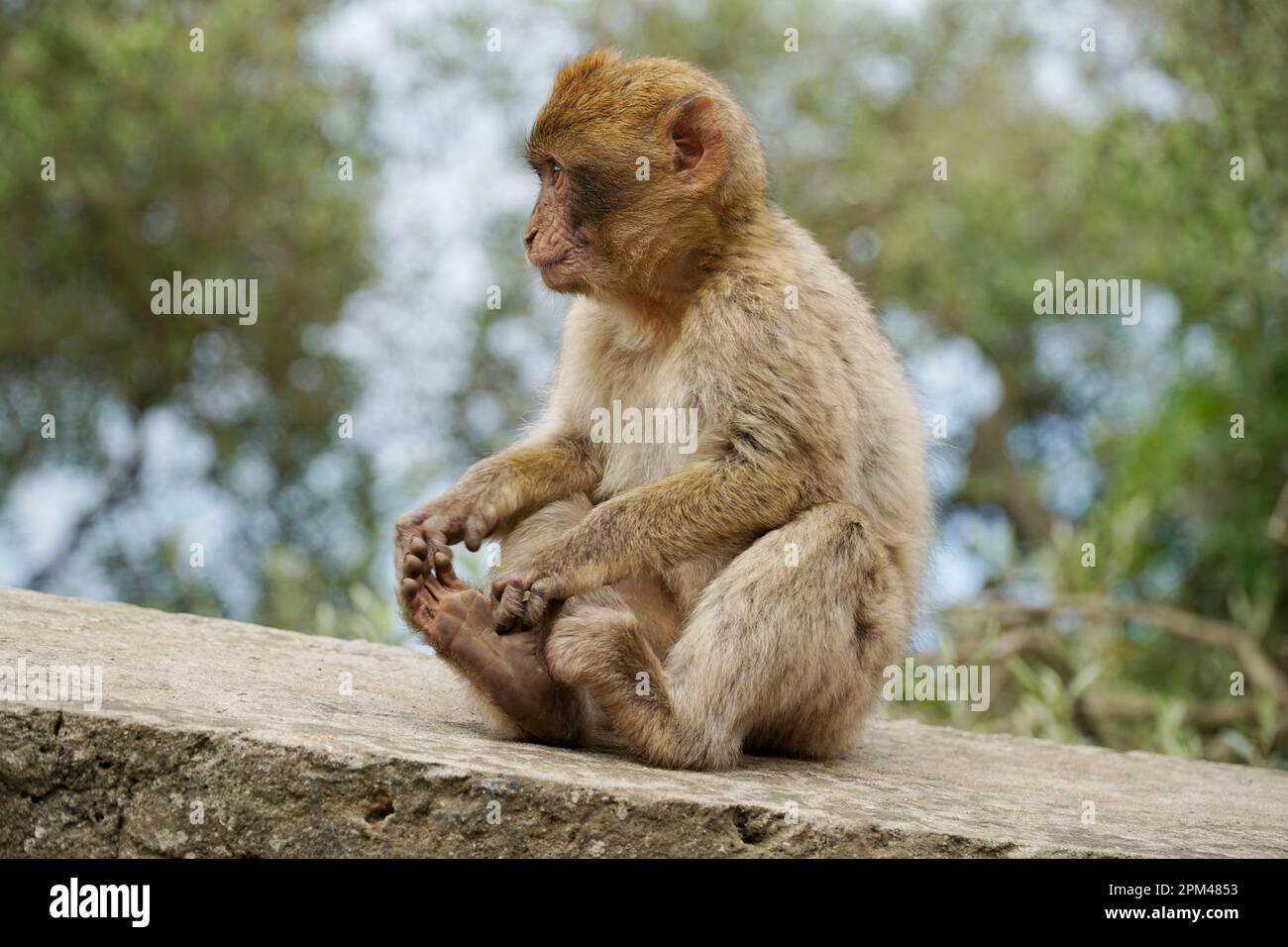 Side view baby macaque hi-res stock photography and images - Alamy