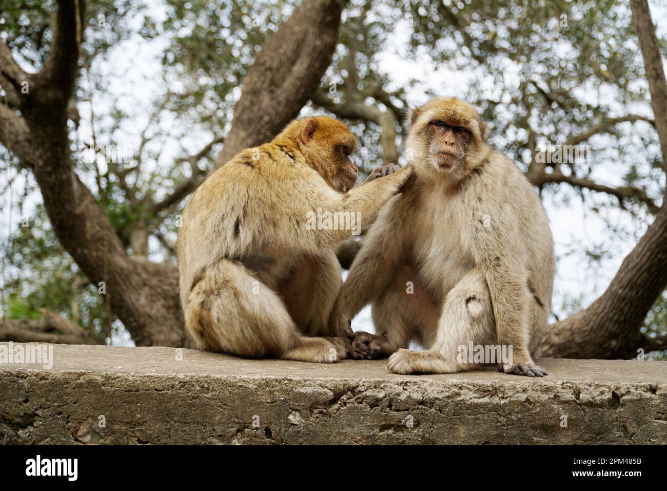 Two Barbary Macaques - one monkey pets the second one Stock Photo - Alamy