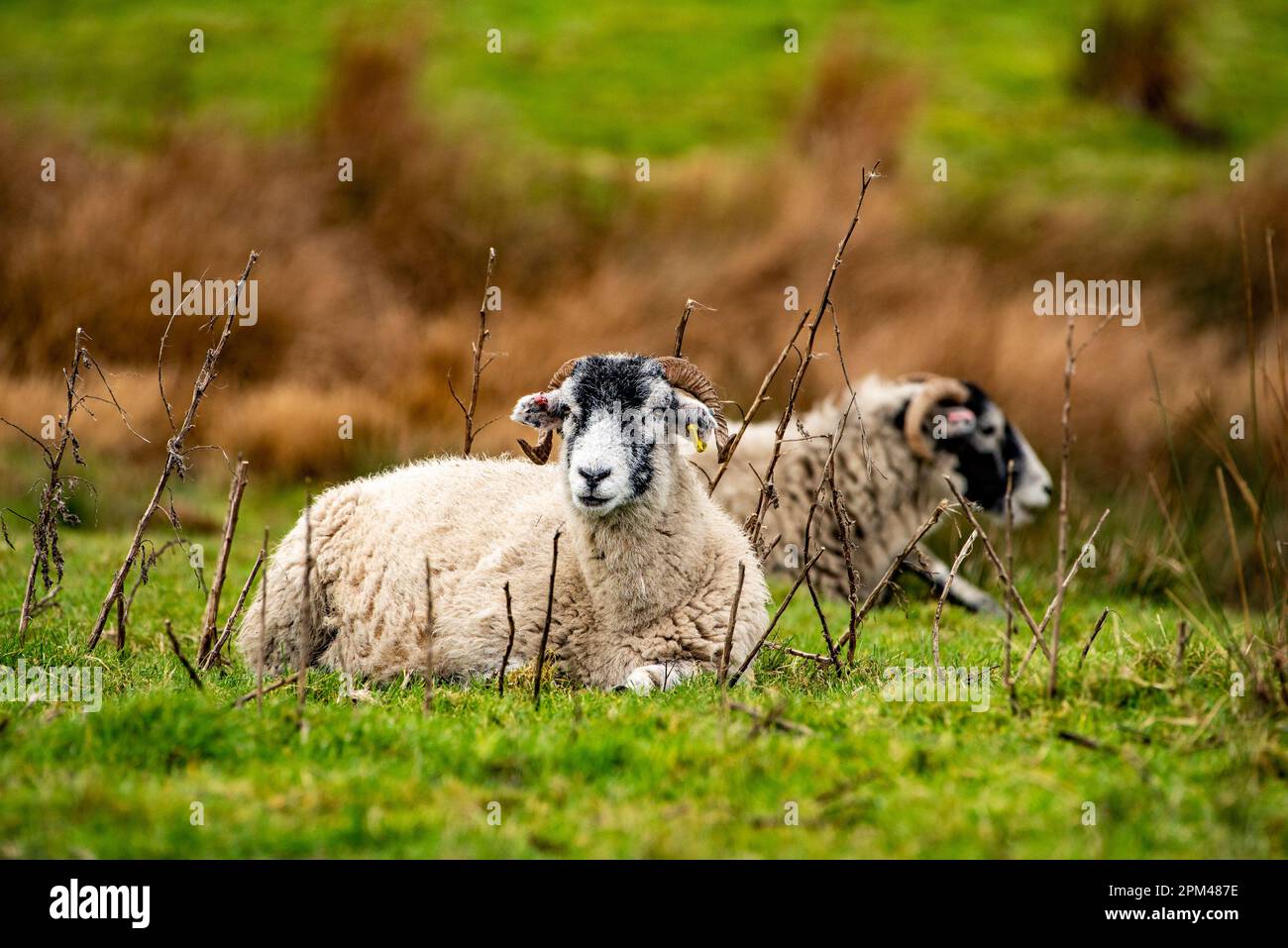 Swaledale ewes in a field, Chipping, Preston, Lancashire, UK Stock ...