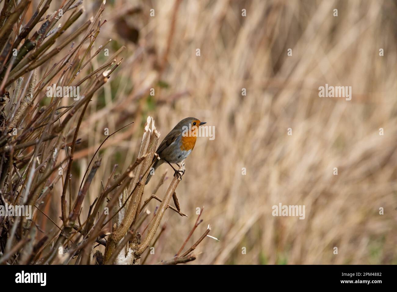Micro chipping hi-res stock photography and images - Alamy