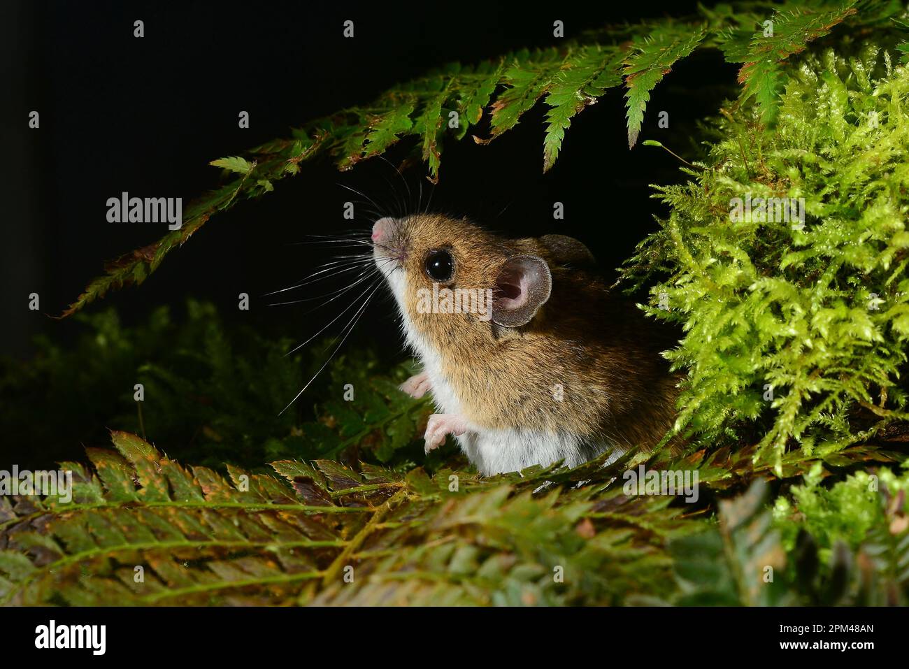 Little native mouse hi-res stock photography and images - Alamy