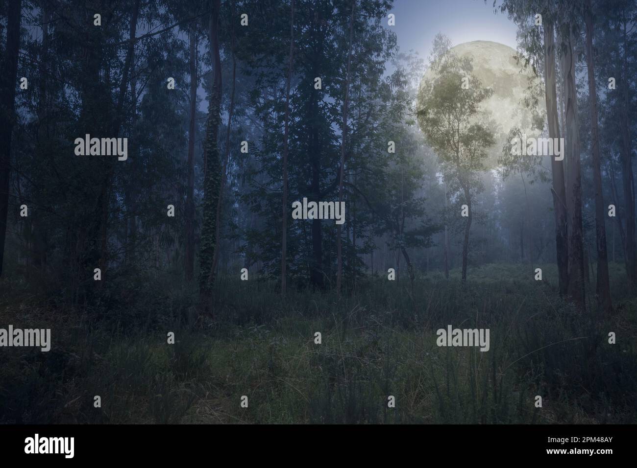 Rising full moon over a deep woods glade at dusk Stock Photo - Alamy