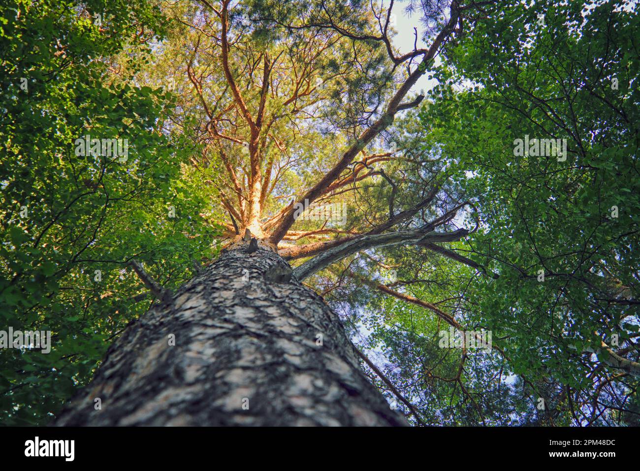 Bottom view to the tree top of a huge Plane tree or Platanus in jungle ...