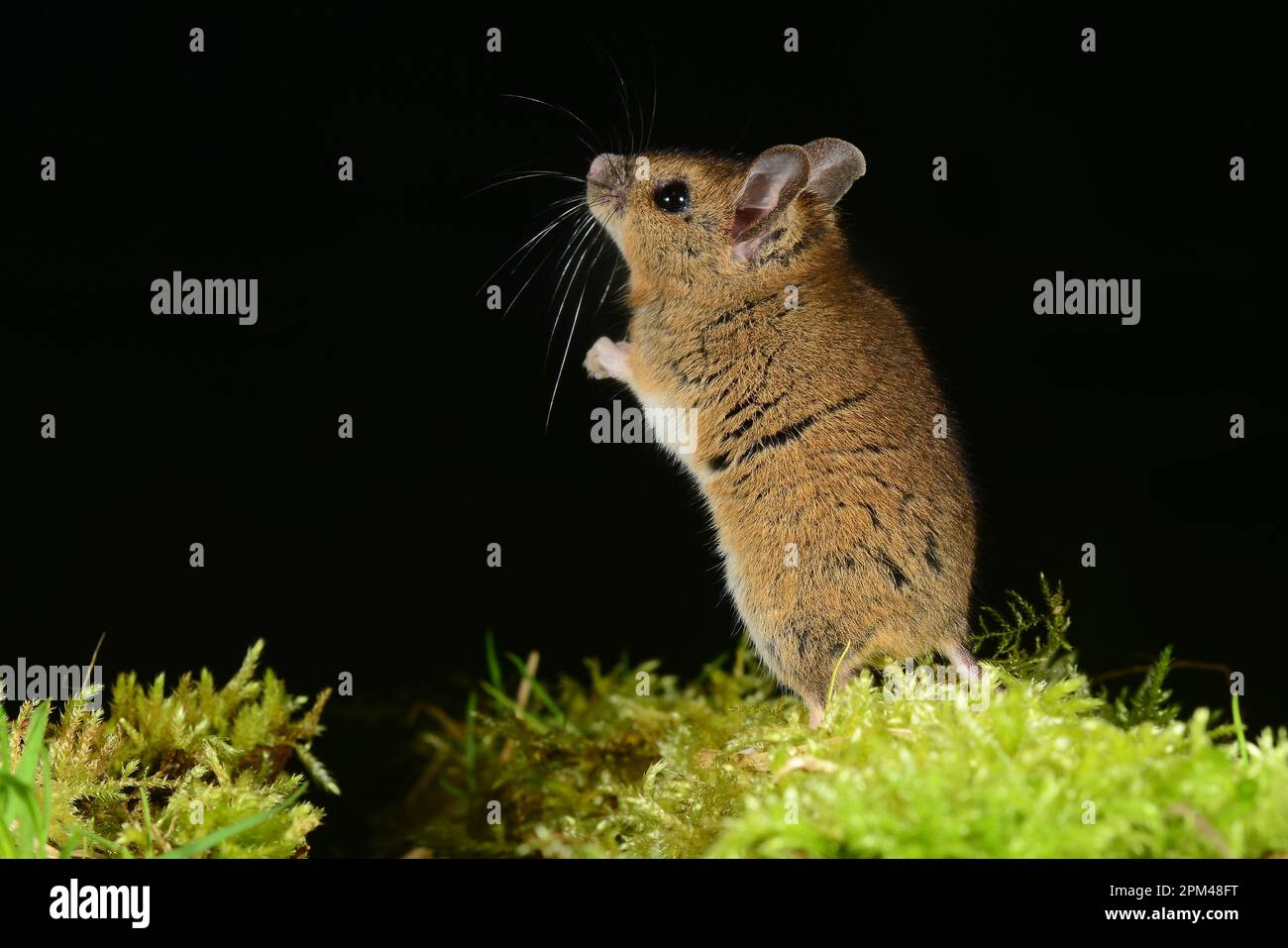 Long tailed mouse hi-res stock photography and images - Alamy