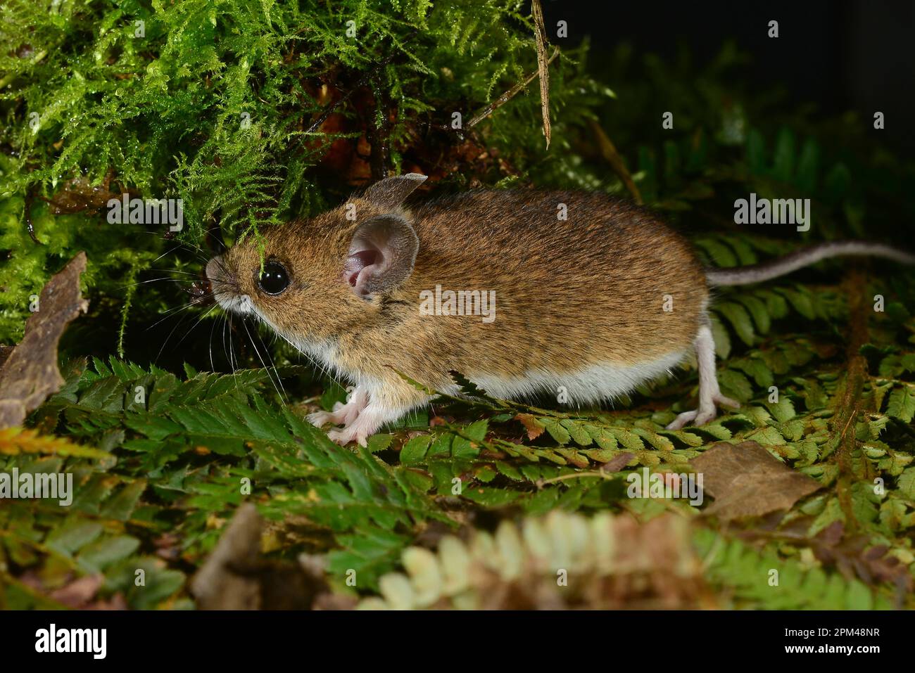 Close up wood mouse hi-res stock photography and images - Alamy