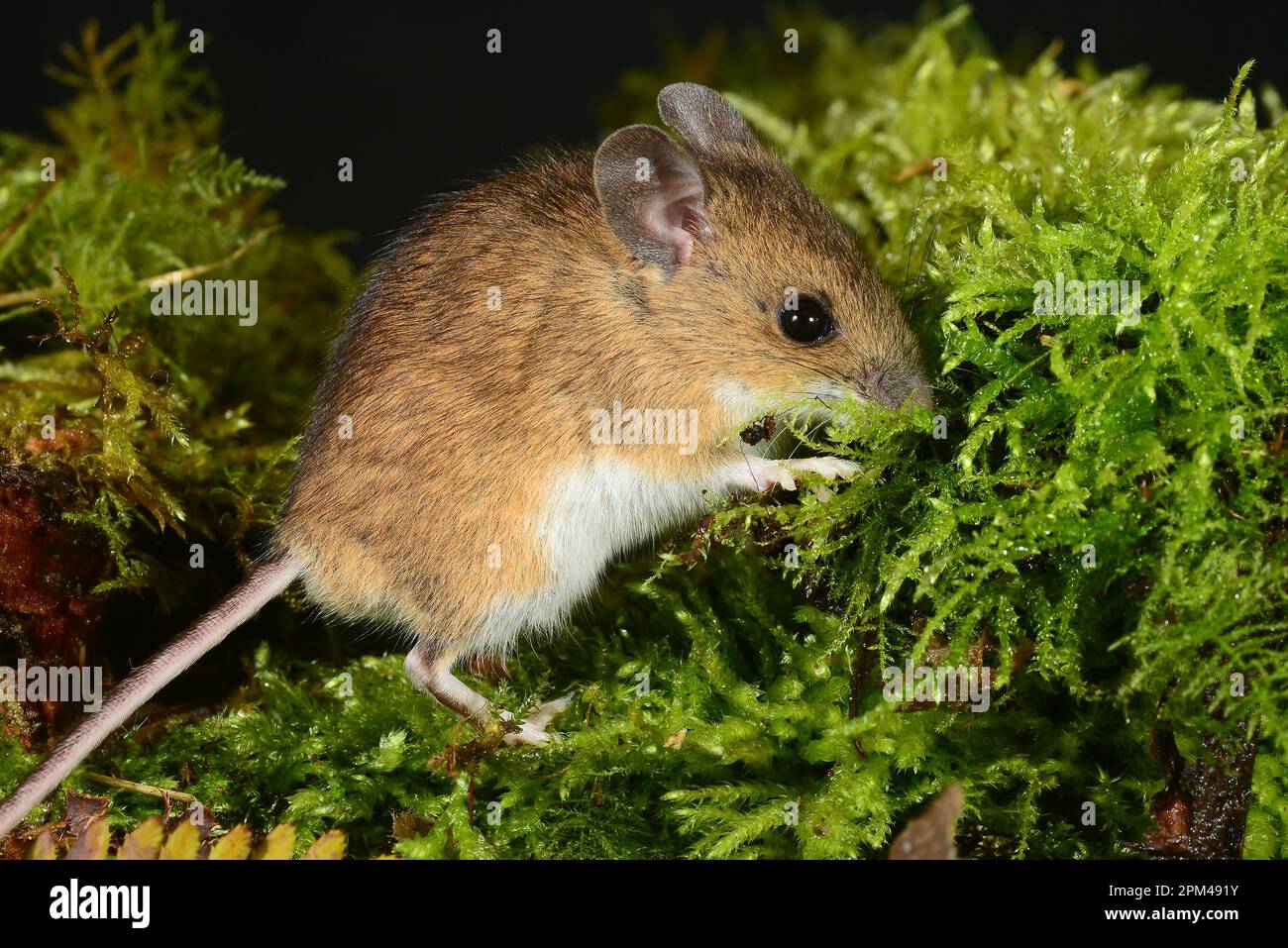 Long tailed field mouse hi-res stock photography and images - Alamy