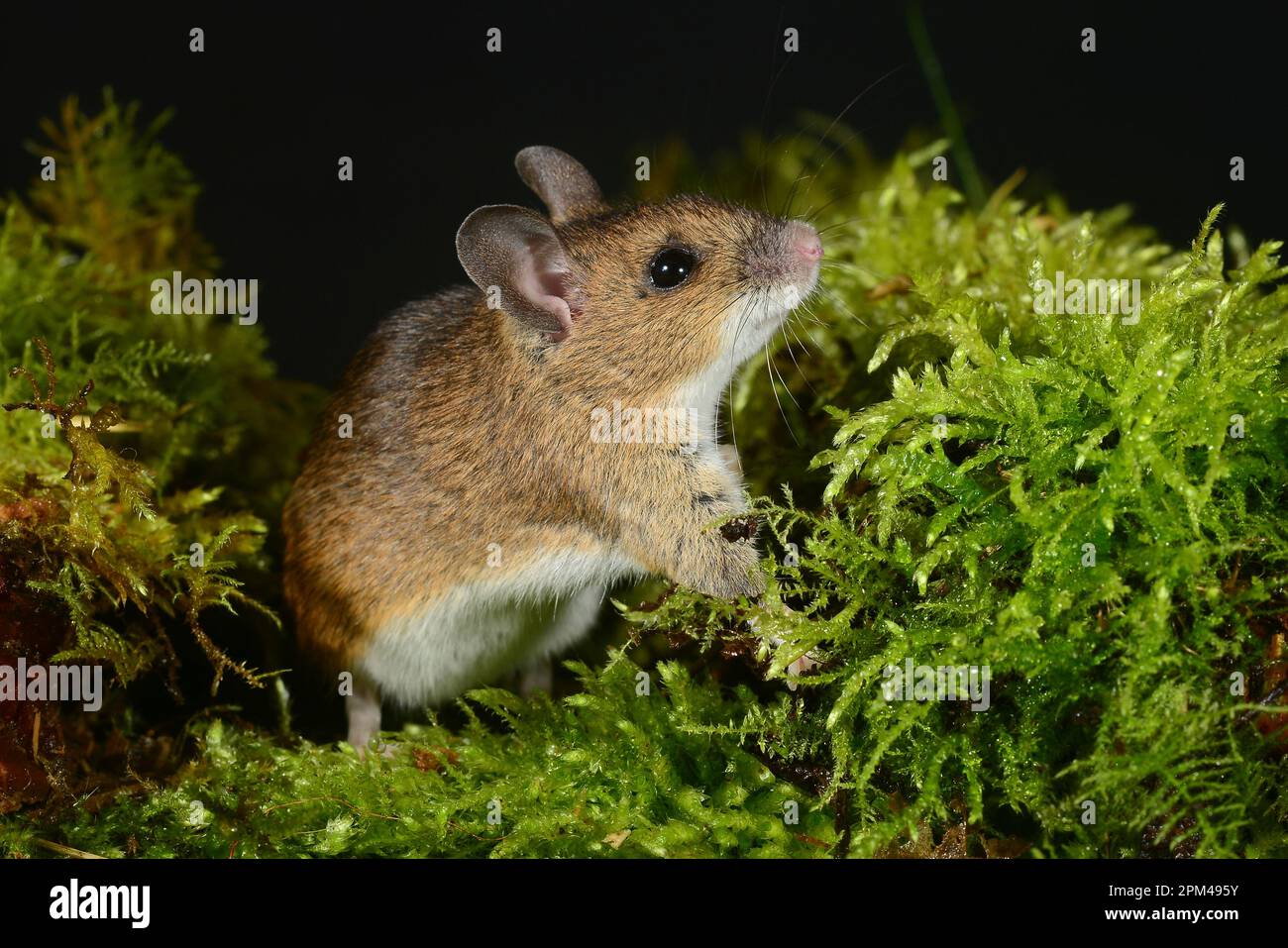 Long tailed mouse hi-res stock photography and images - Alamy