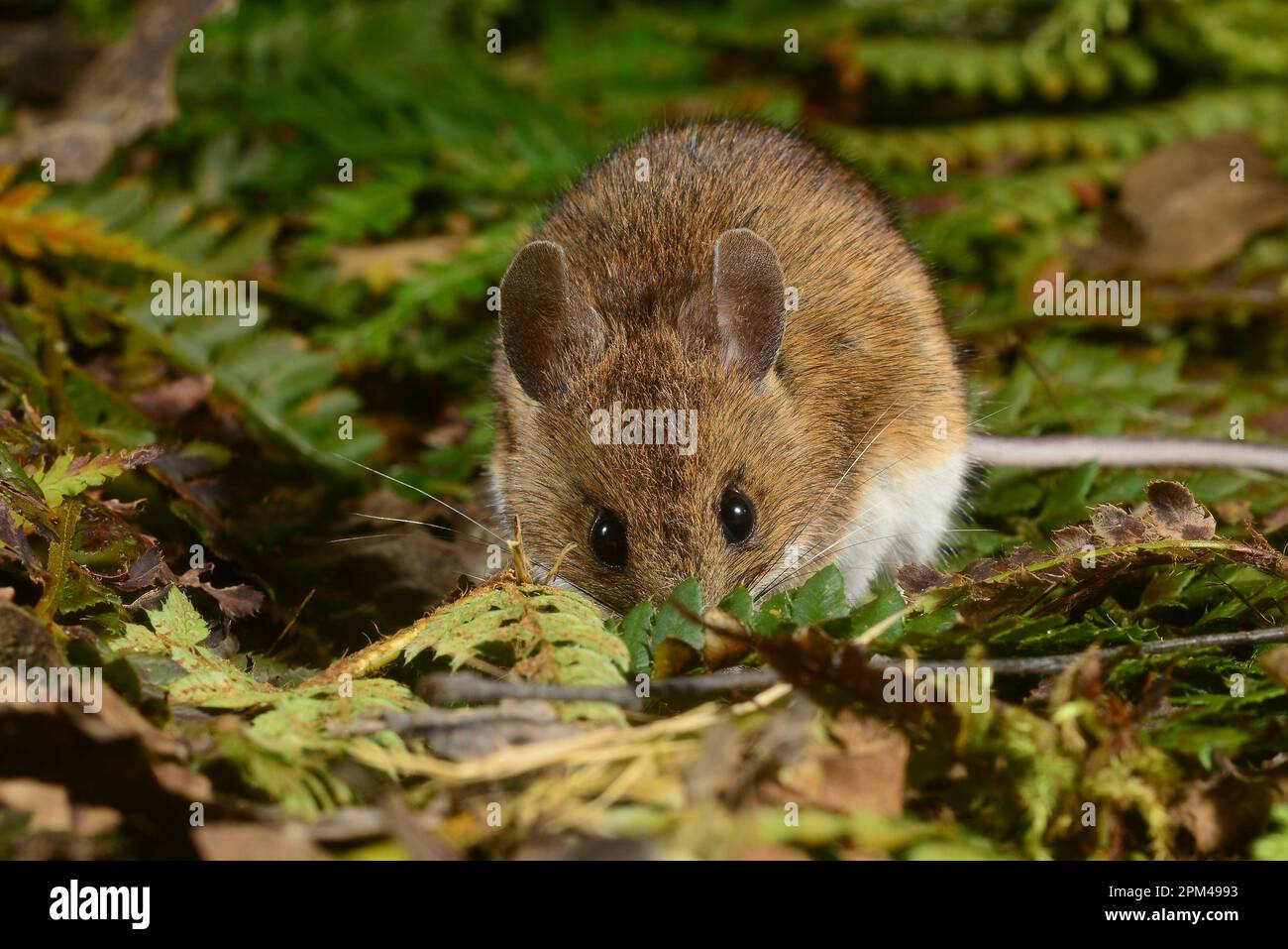 Long tailed mouse hi-res stock photography and images - Alamy